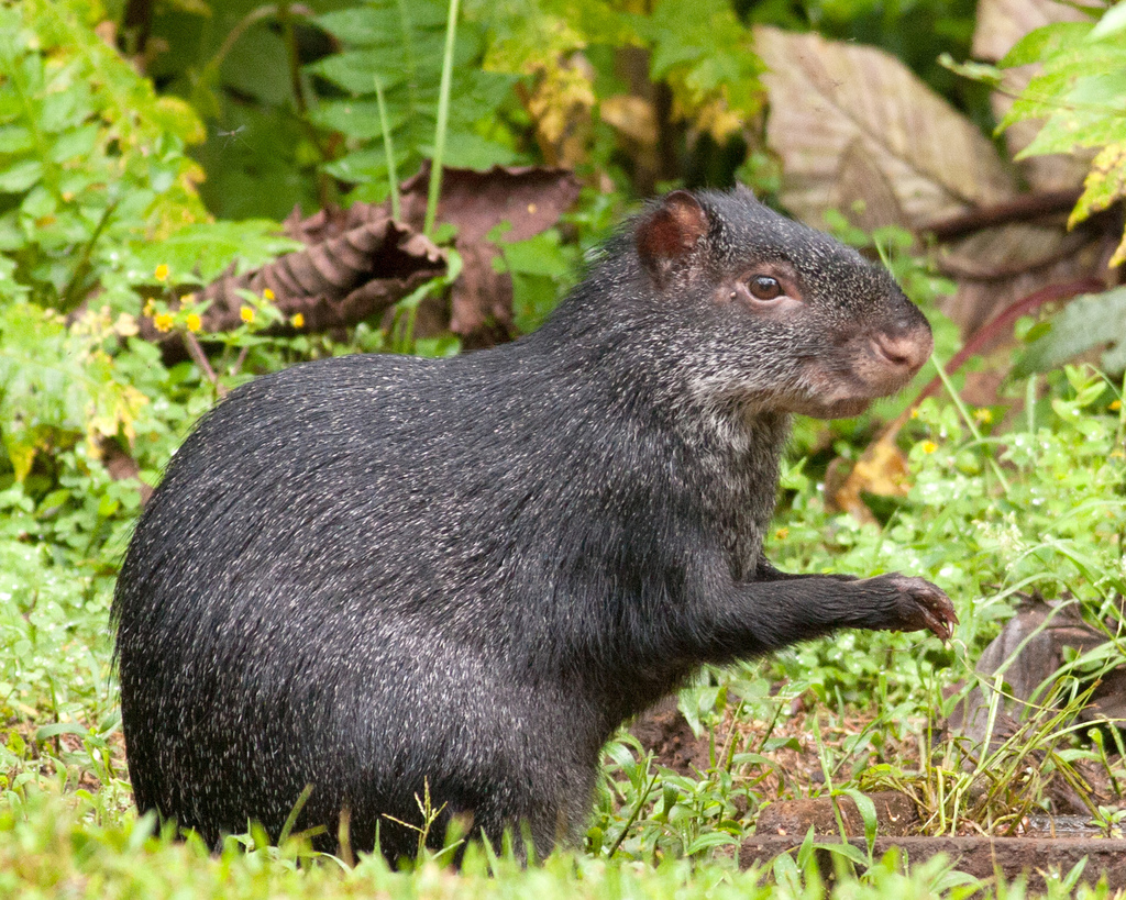 Black Agouti from Via Cosanga Caucheras Kilometro 3. Cosanga Napo ...