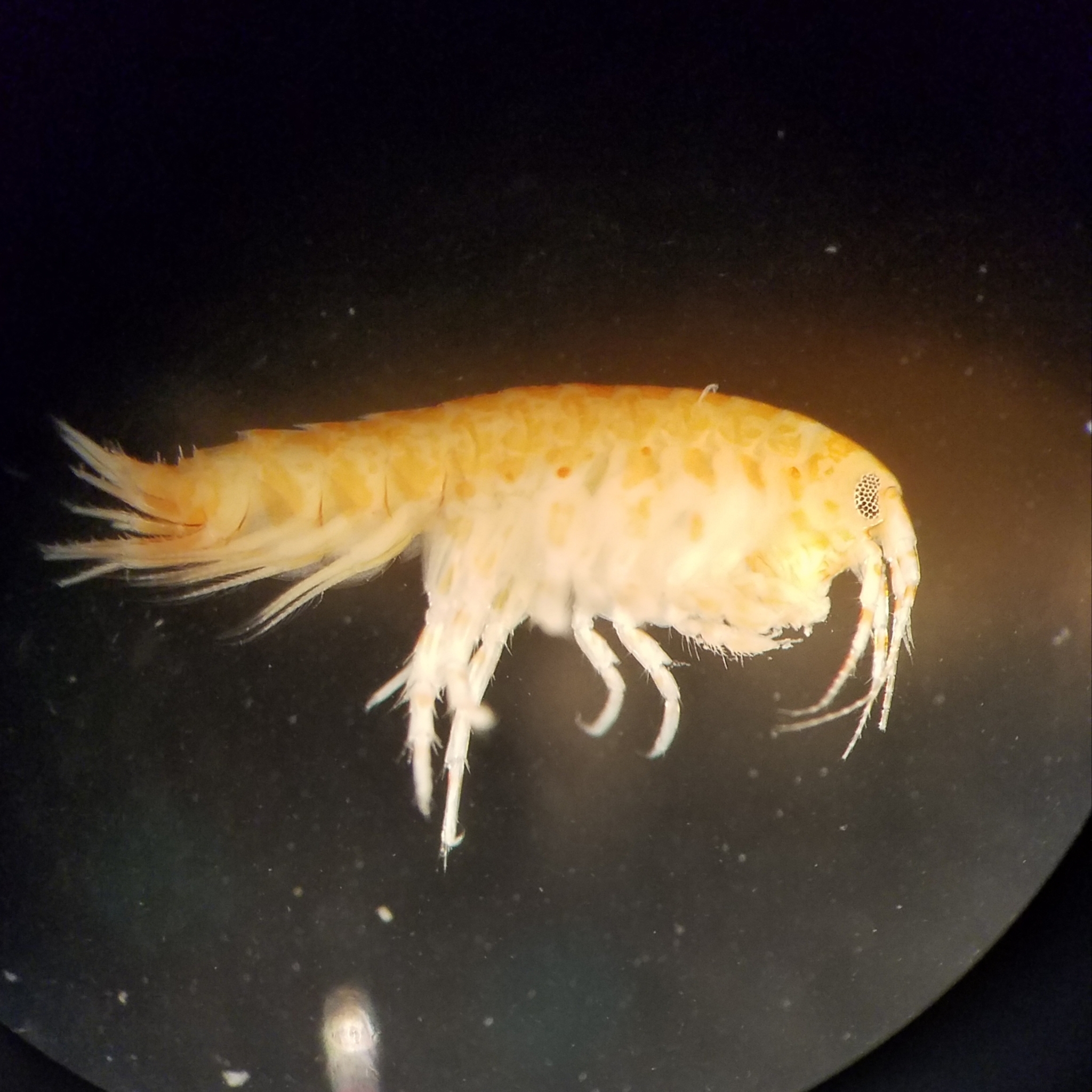 Gammarus mucronatus Say, 1818