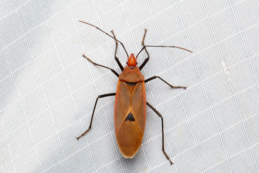 Dysdercus fuscomaculatus from MCM Nature Discovery Villa (Stephen's ...