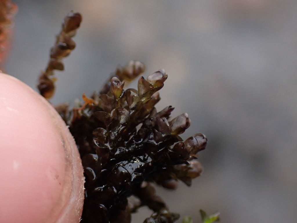 Jungermannia exsertifolia from Stikine Region, BC, Canada on August 07 ...