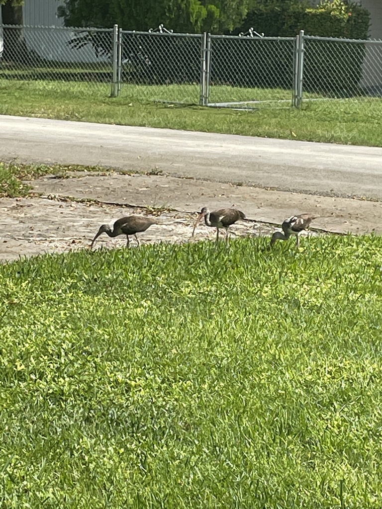 White Ibis from University Of Miami, Coral Gables, FL, US on October 10 ...