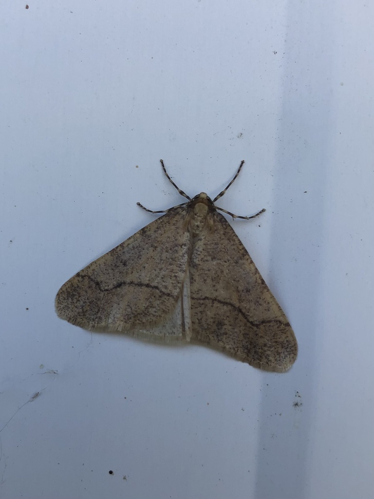 Linden Looper Moth from Indian Hills Ln, Circle Pines, MN, US on ...