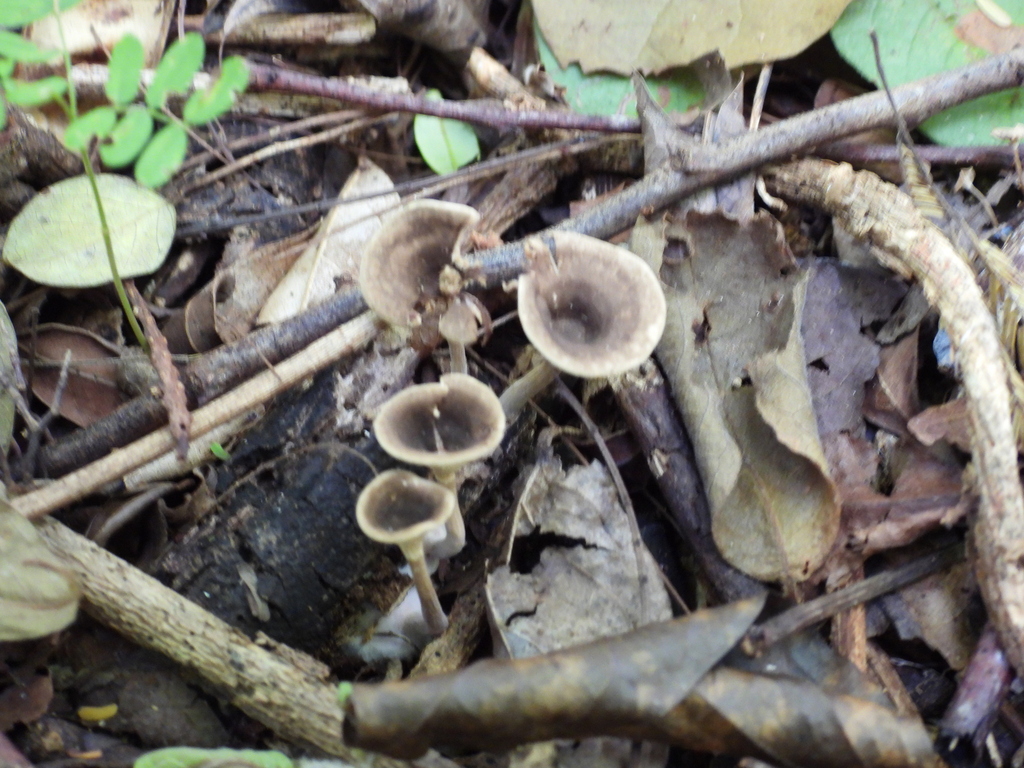Panus velutinus from Adolfo López Mateos, 97700 Tizimín, Yuc., México ...