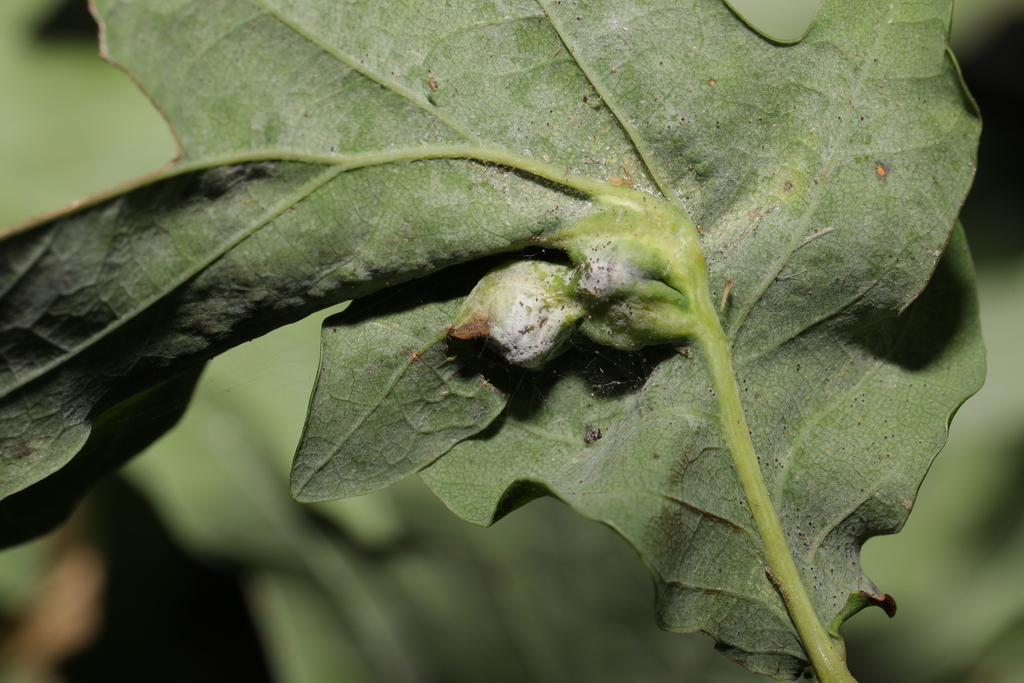 Oak Curved-leaf Gall Wasp from Pickerings Pasture, Mersey View Road ...