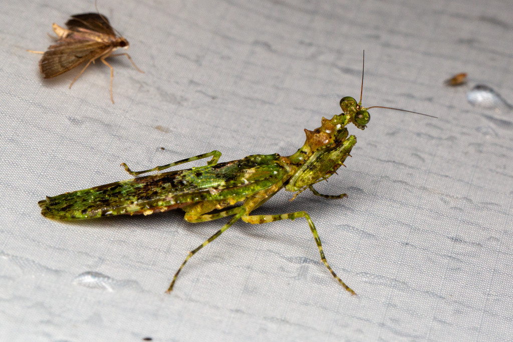 Moss Mantis from MCM Nature Discovery Villa (Stephen's Place), Fraser's ...