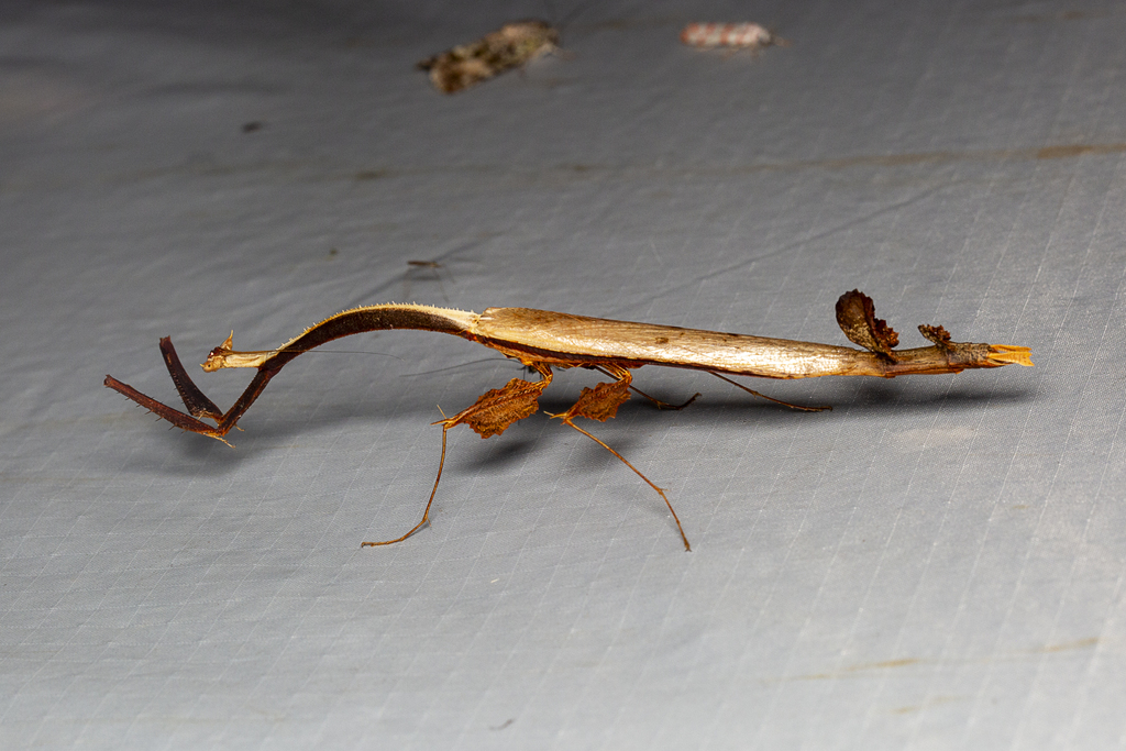 Feather Mantis from MCM Nature Discovery Villa (Stephen's Place ...