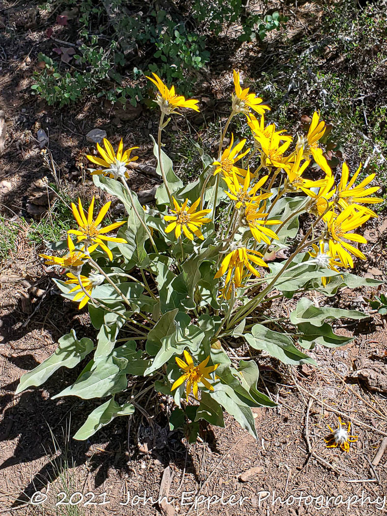arrowleaf balsamroot from Garfield County, UT, USA on May 25, 2021 at ...