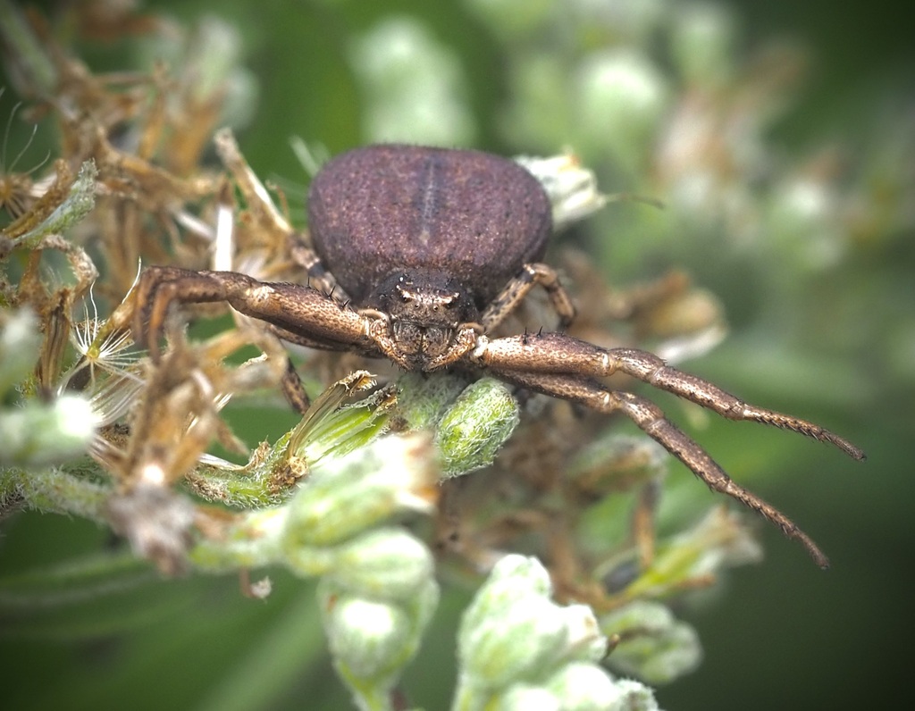 Ground Crab Spiders from Leisure Village West-Pine Lake Park, NJ, USA ...