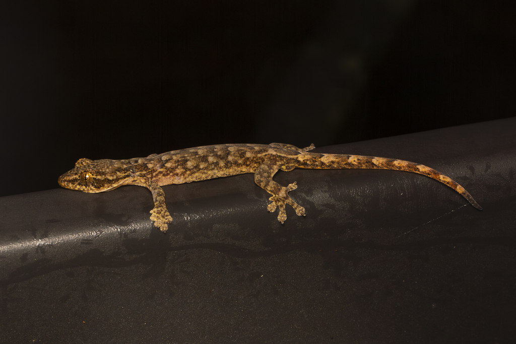 Slender Geckos from MCM Nature Discovery Villa (Stephen's Place ...