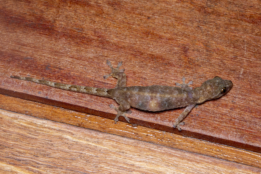 Slender Geckos from MCM Nature Discovery Villa (Stephen's Place ...