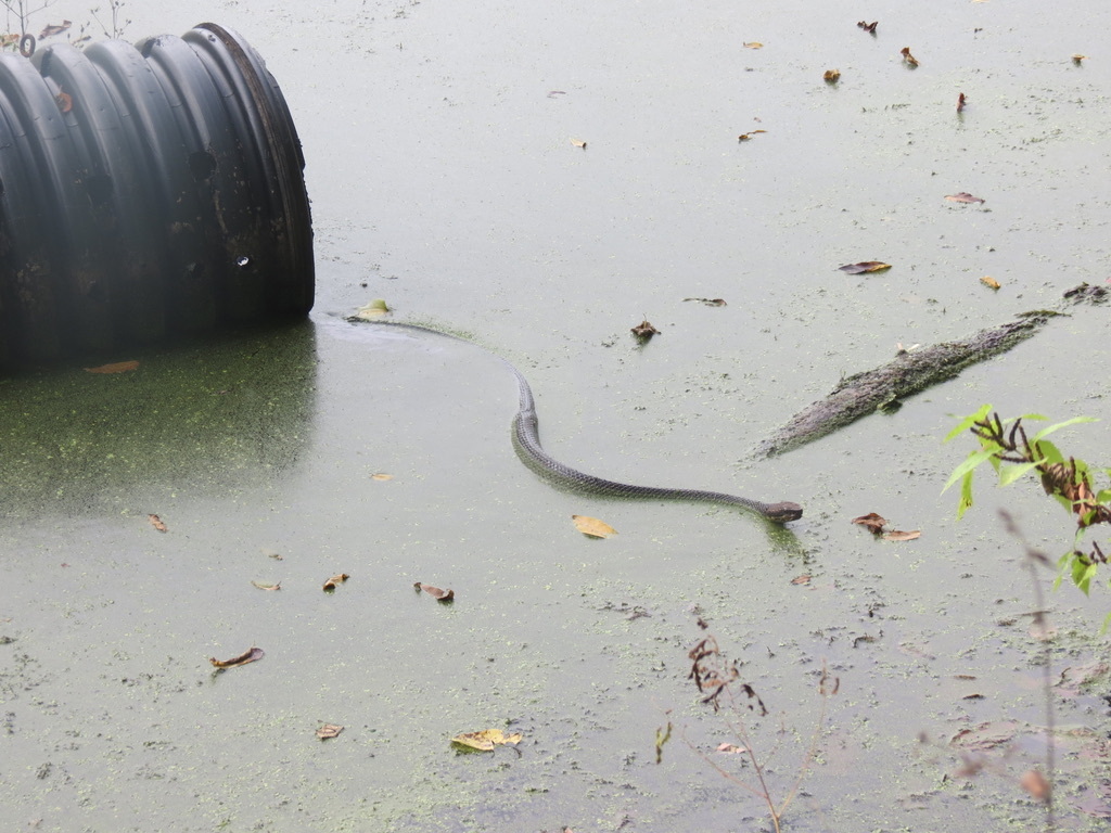 Northern Cottonmouth from Union County, IL, USA on October 6, 2023 at ...
