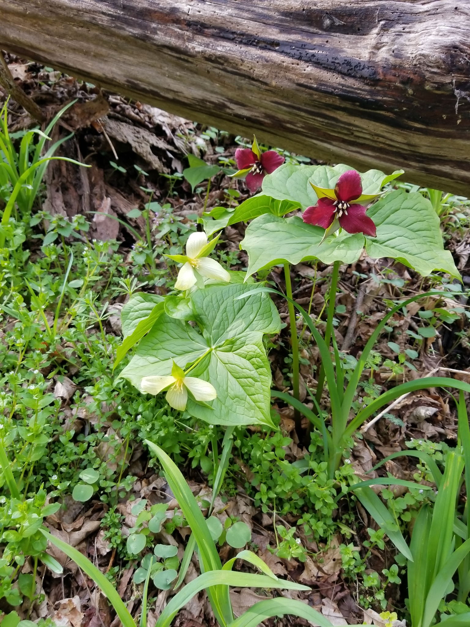 Home & Hobby Craft Supplies & Tools Floral & Garden Crafts 15 Purple ...