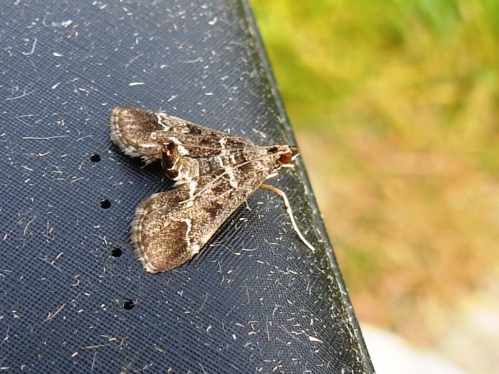 European Pepper Moth from Oosterland, Netherlands on October 9, 2023 at ...