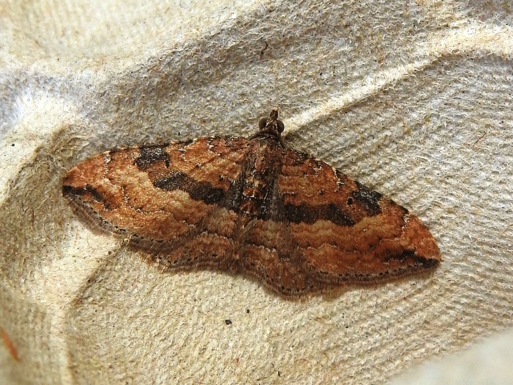 Gem Moth from Oosterland, Netherlands on October 9, 2023 at 10:36 AM by ...