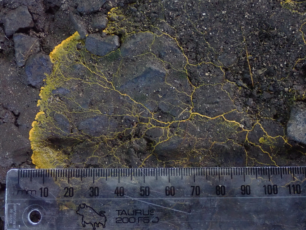 Physarella oblonga from Cook Islands on March 10, 2022 by Kirby ...