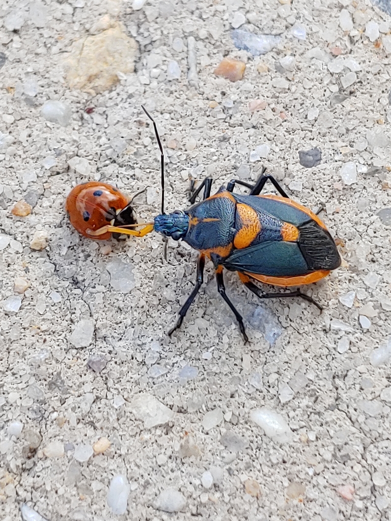 Florida Predatory Stink Bug from Catonsville, MD 21228, USA on October ...