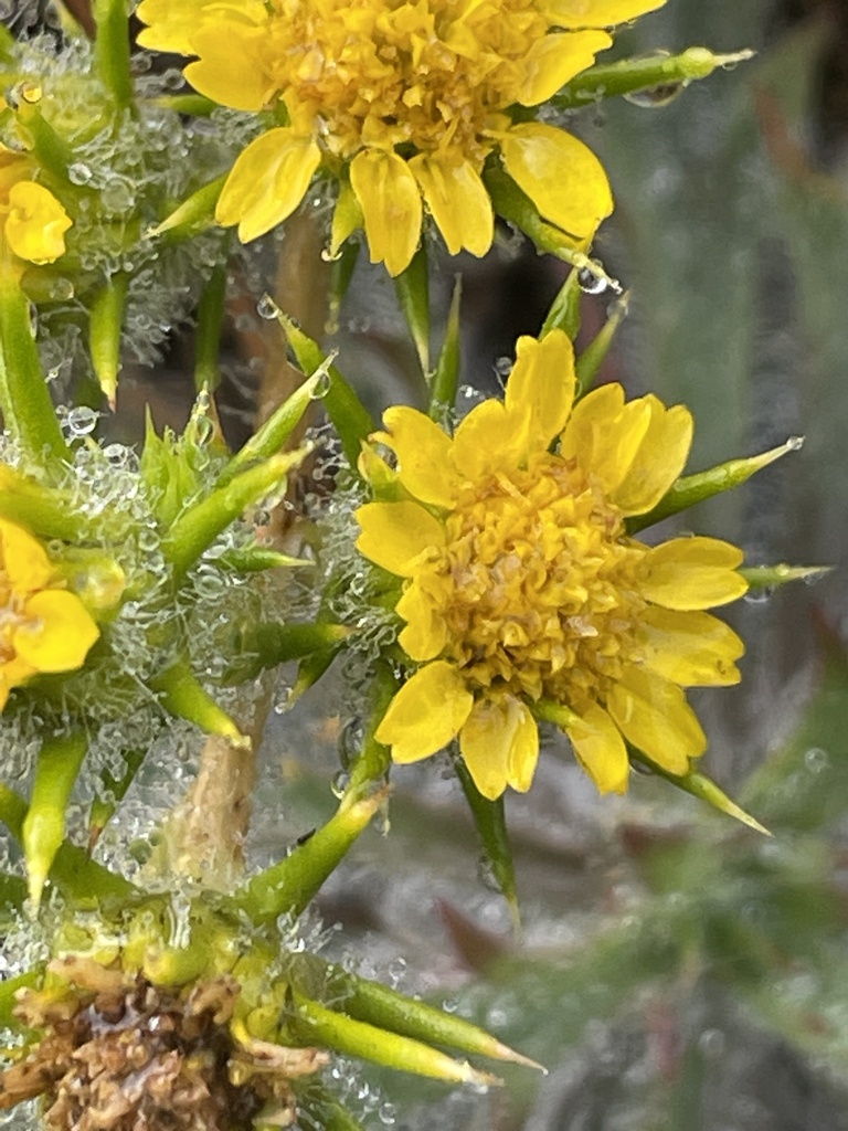 Congdon's tarplant in October 2023 by tbaker20 · iNaturalist