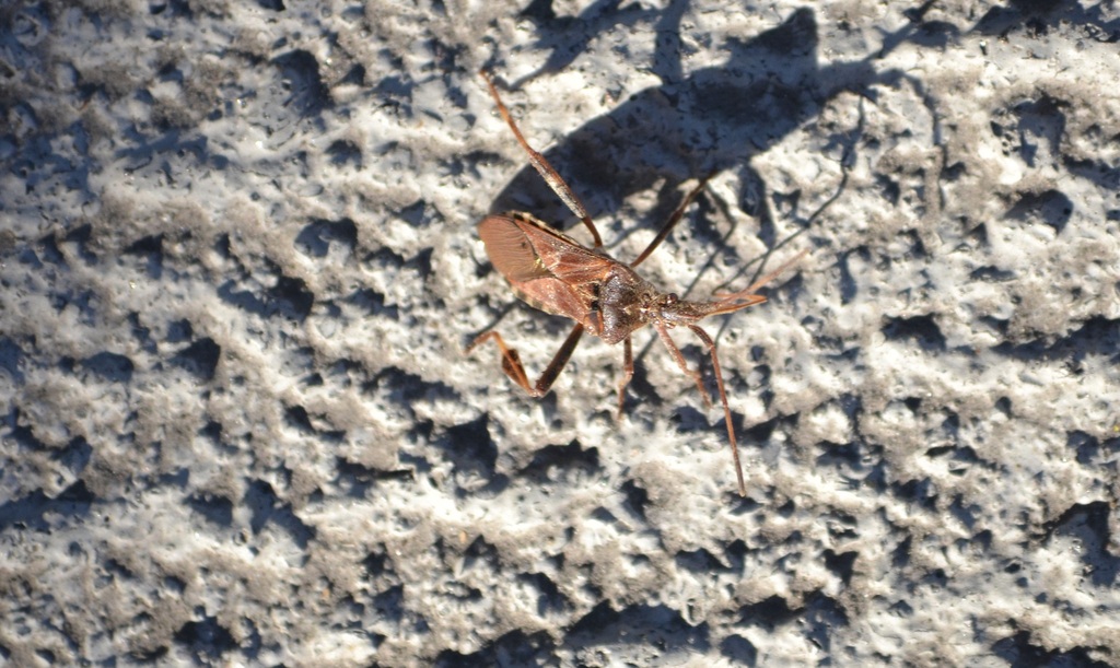 Western Conifer Seed Bug from Bainbridge Island, WA, USA on October 6 ...