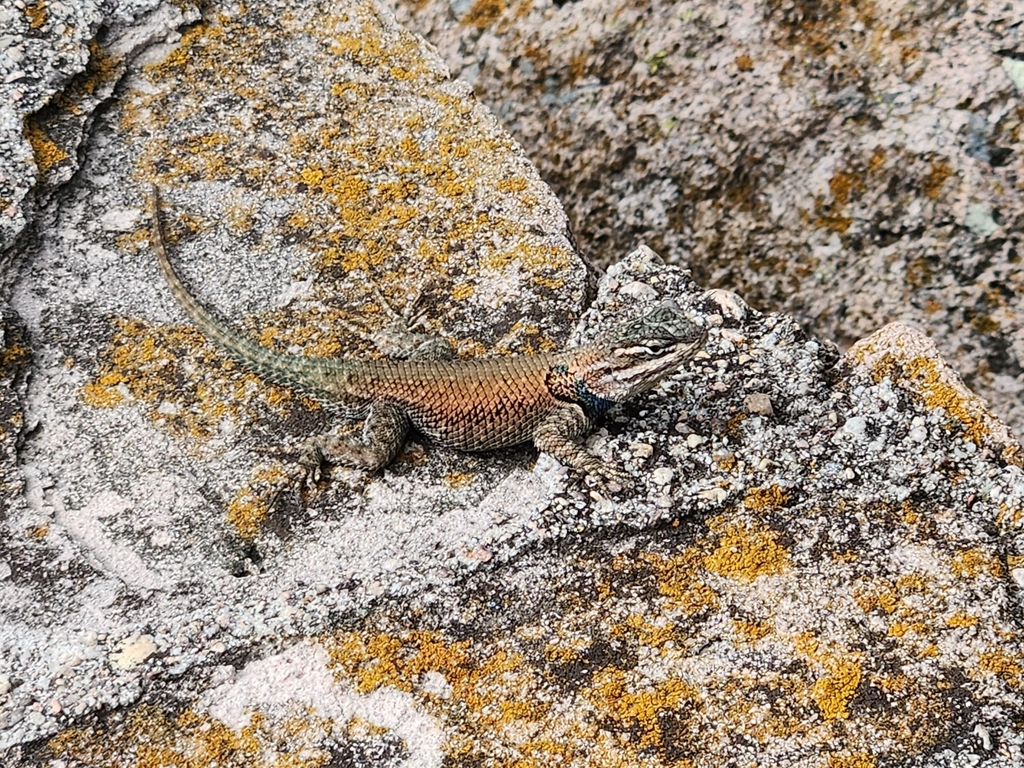 Spiny Lizards from 33326 Chih., México on October 8, 2023 at 03:38 PM ...