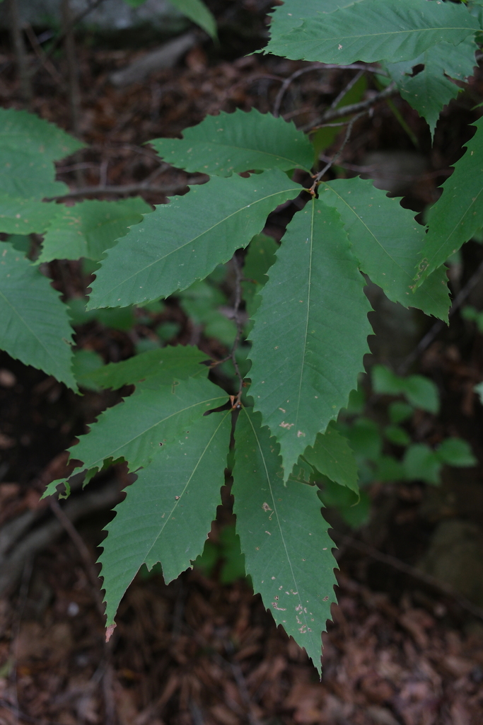 American chestnut from Northwest Washington, Washington, DC, USA on ...