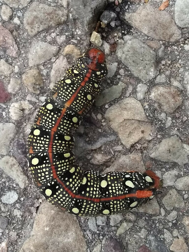 Leafy Spurge Hawkmoth from Lolo, MT, USA on October 10, 2023 at 02:57 ...