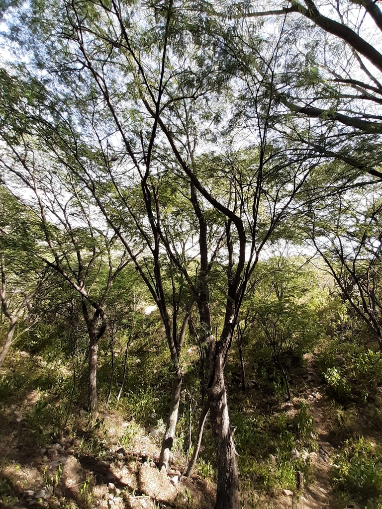 Lysiloma divaricatum from 76229 Qro., México on October 9, 2023 at 01: ...