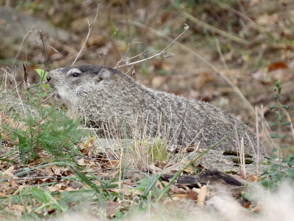 Groundhog from Second Ave E, Oneonta, AL, US on October 5, 2023 at 03: ...