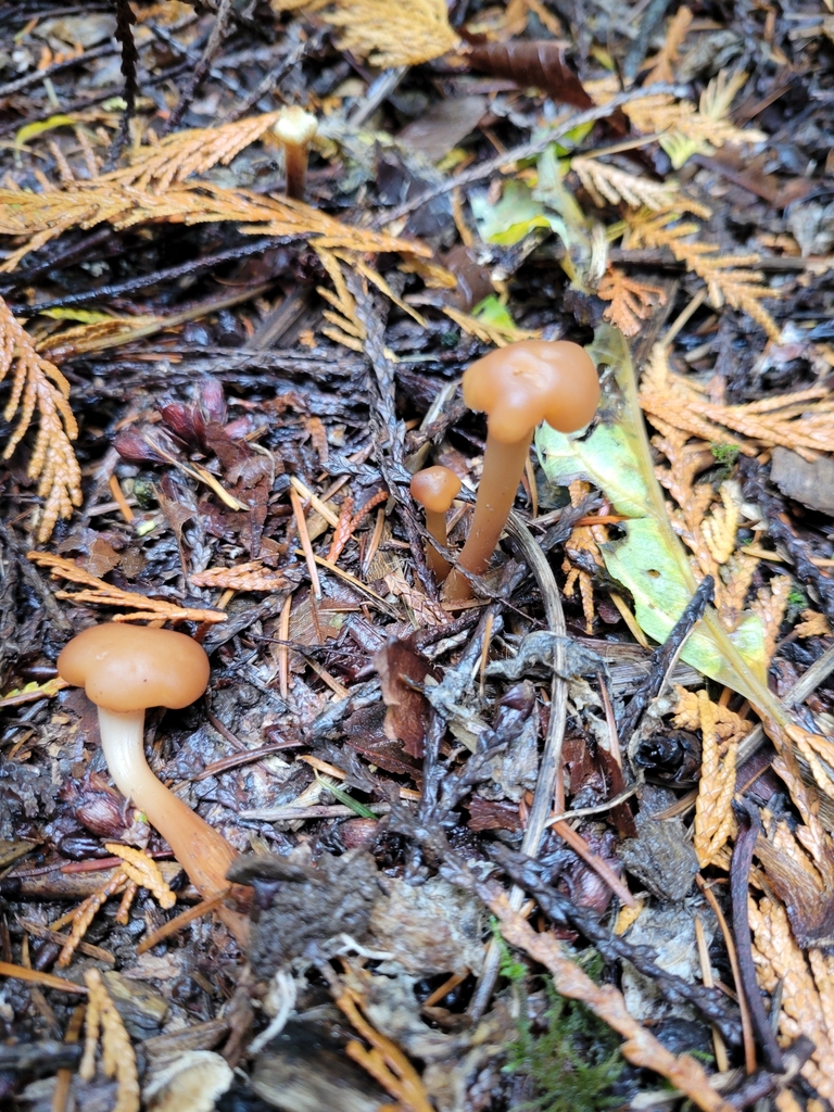 Fungi Including Lichens from Marysville, WA, USA on October 10, 2023 at ...