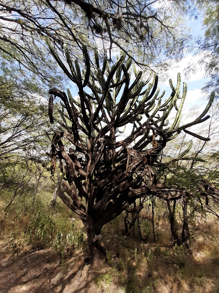 Blue Myrtle-cactus from 76229 Qro., México on October 9, 2023 at 02:10 ...