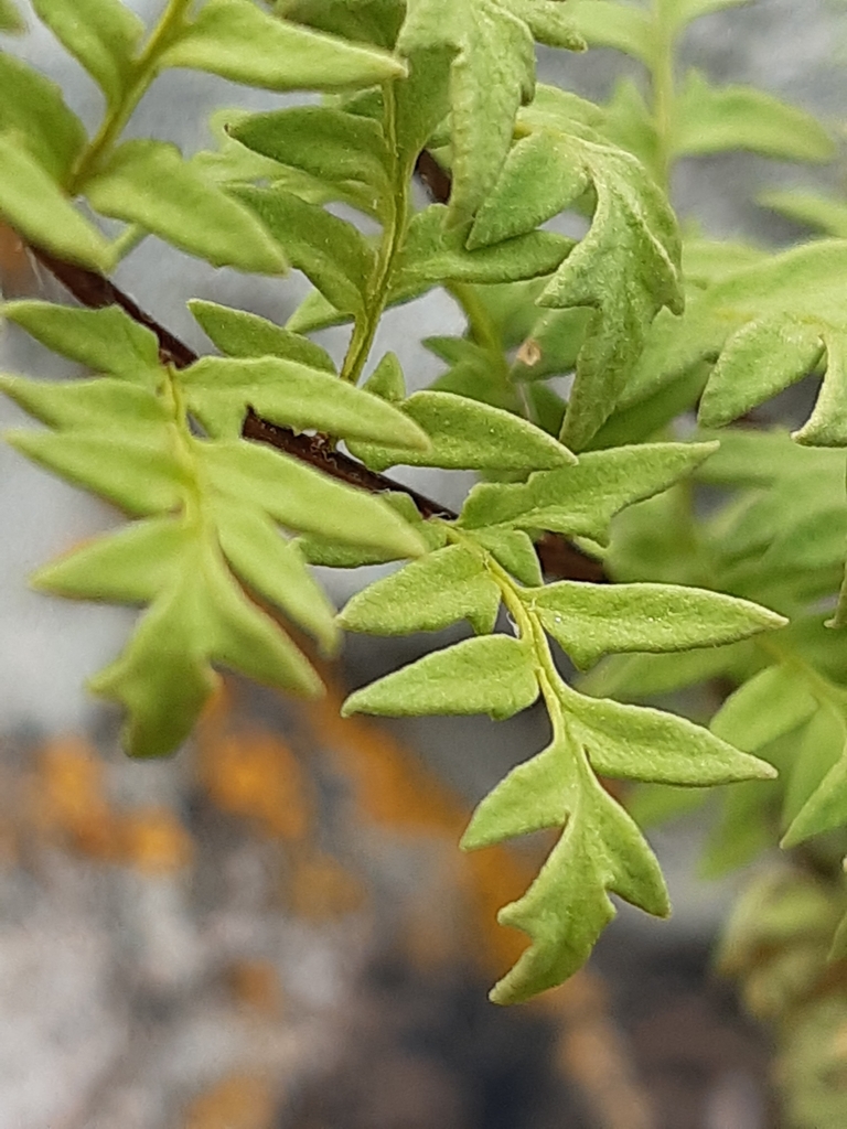 lip fern subfamily from 76229 Qro., México on October 9, 2023 at 02:21 ...