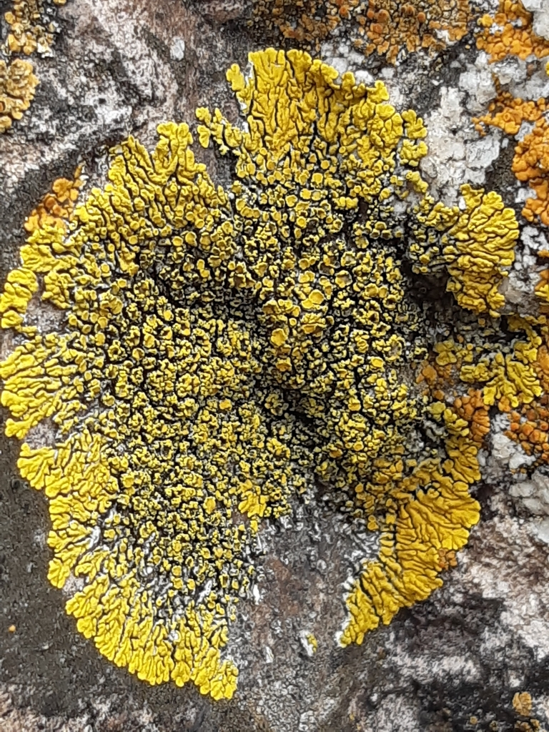 Mexican Yolk Lichen from 76229 Qro., México on October 9, 2023 at 02:23 ...
