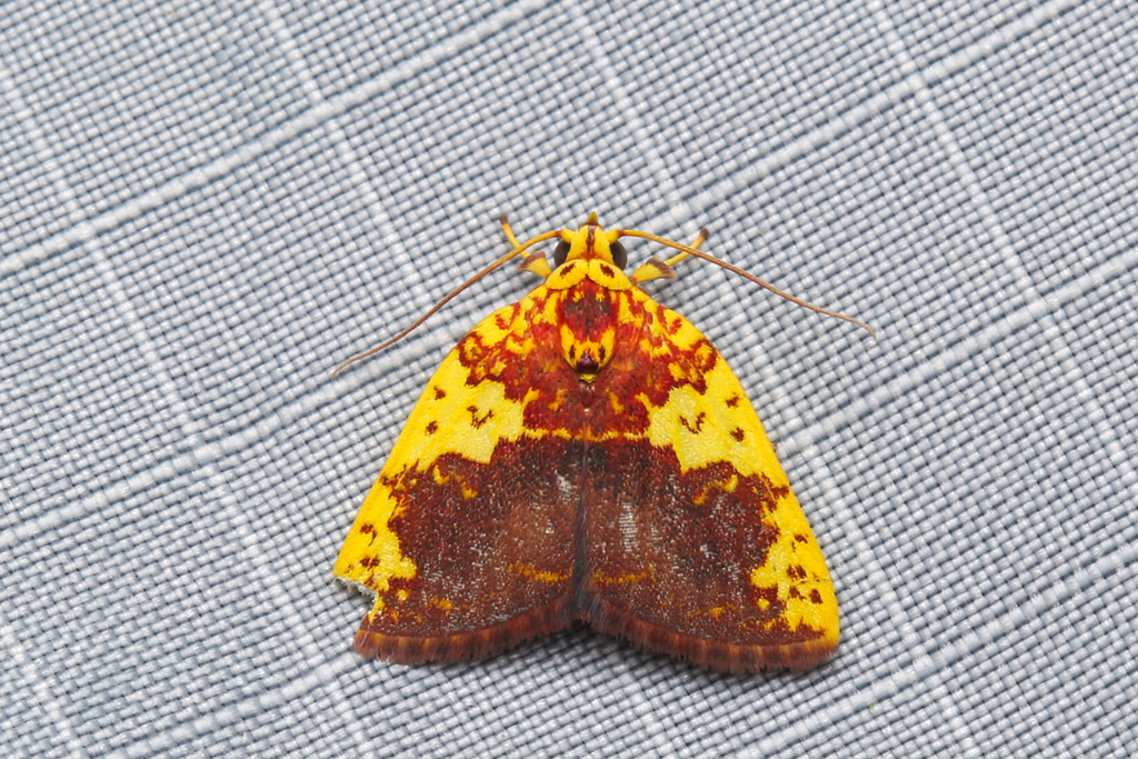 Siglophora haemoxantha from Kuala Tahan, Taman Negara on August 7, 2023 ...