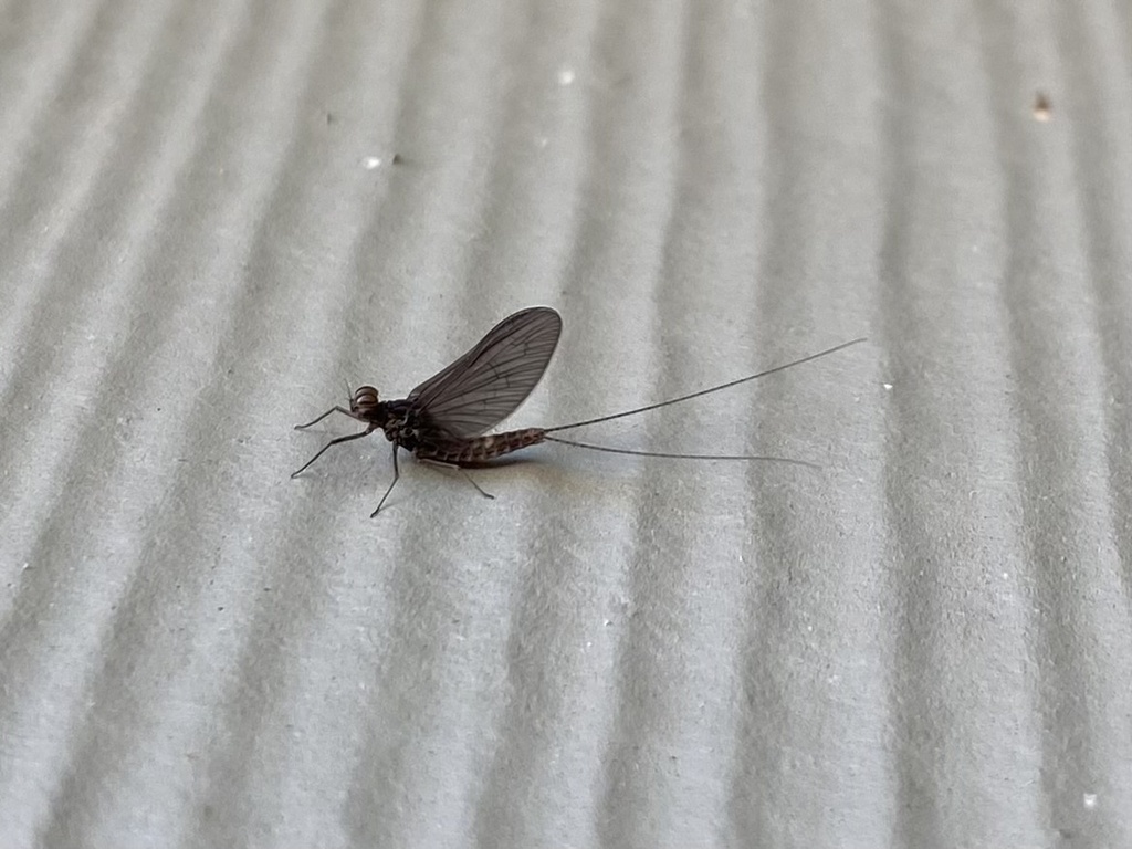 Small Mayflies from Sanborn Rd, Saratoga, CA, US on October 10, 2023 at ...