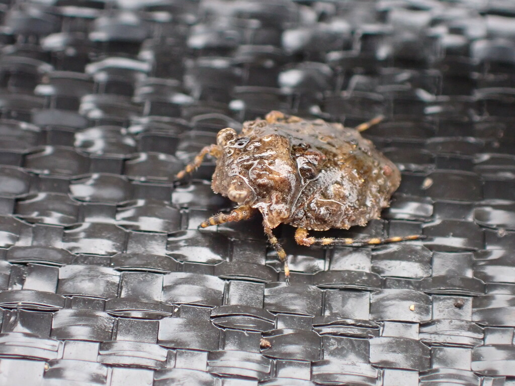 Big-eyed Toad Bug from Lane County, OR, USA on October 10, 2023 at 11: ...
