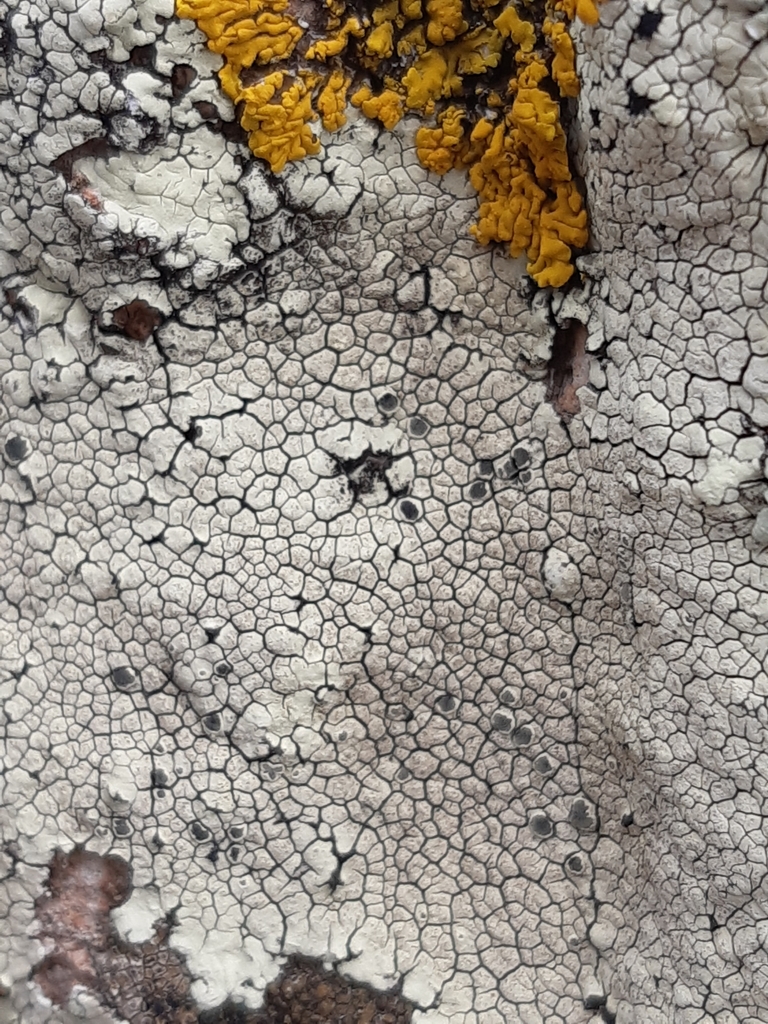 mountain lichen from 76229 Qro., México on October 9, 2023 at 02:26 PM ...