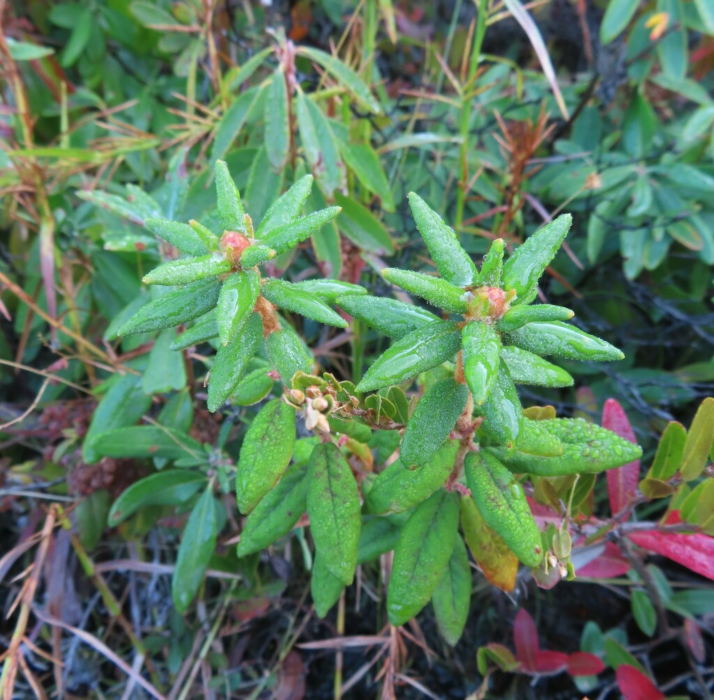 Bog Labrador Tea from Lens Lake, Stony Creek, NY 12878 on September 28 ...