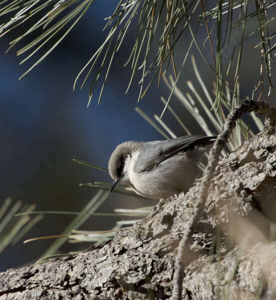 Pygmy Nuthatch (Redwood Regional Park Test Guide VL) · iNaturalist