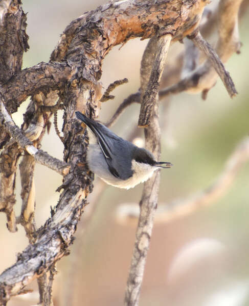 Pygmy Nuthatch (Redwood Regional Park Test Guide VL) · iNaturalist