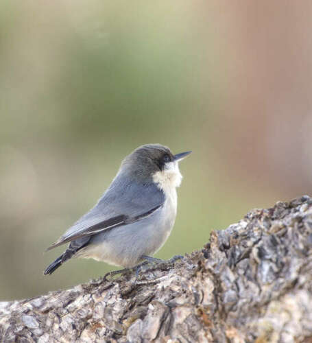 Pygmy Nuthatch (Redwood Regional Park Test Guide VL) · iNaturalist