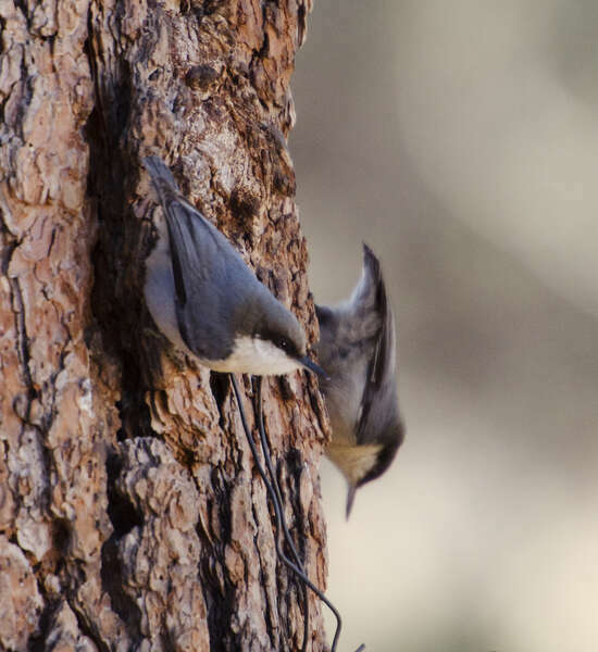 Pygmy Nuthatch (Redwood Regional Park Test Guide VL) · iNaturalist