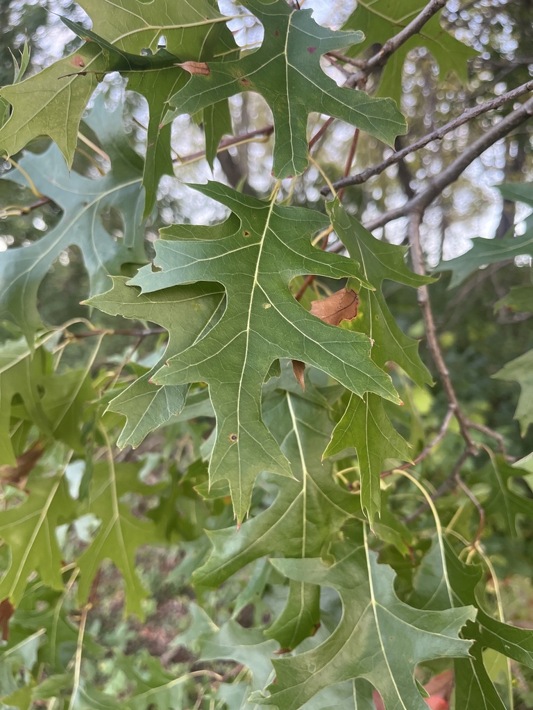 northern pin oak from Winnequah Rd, Monona, WI, US on October 10, 2023 ...