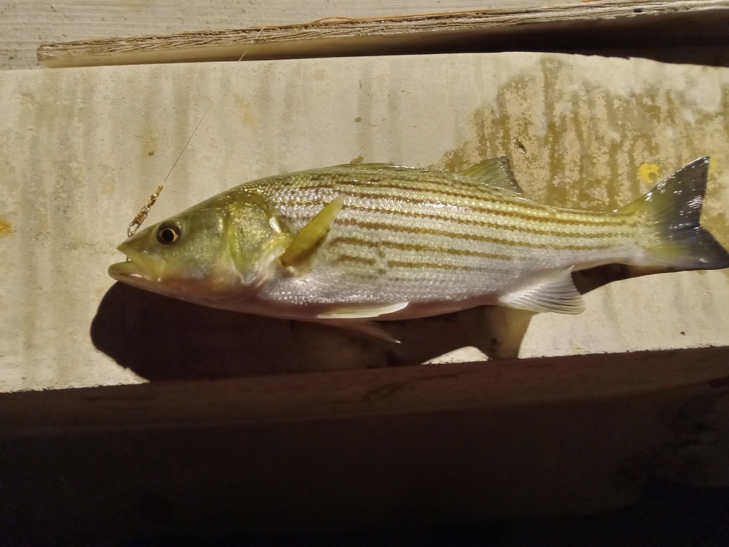 Striped Bass in September 2023 by atlantic tomcod. Stripped bass ...