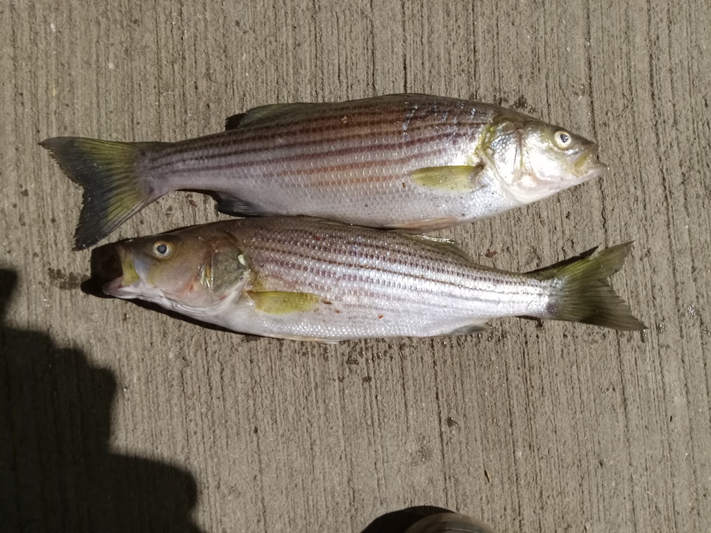 Striped Bass in September 2023 by atlantic tomcod. Striped bass ...