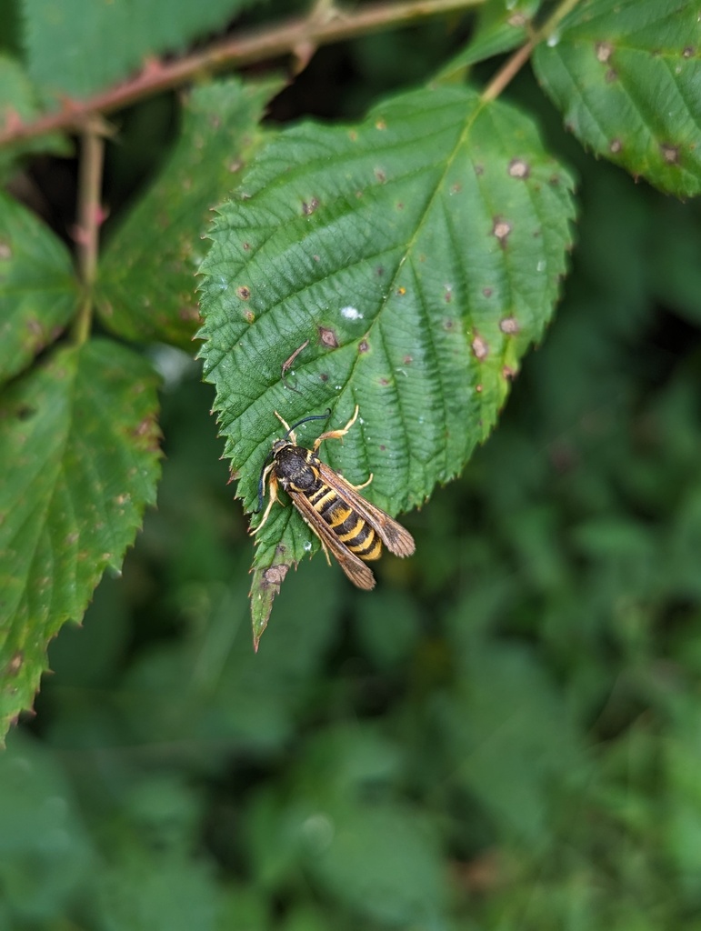 Raspberry Crown Borer from Brook Park, OH, USA on September 25, 2023 at ...