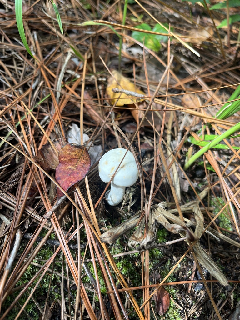 Basidiomycete Fungi from Tampa Industrial Park, Tampa, FL, US on ...