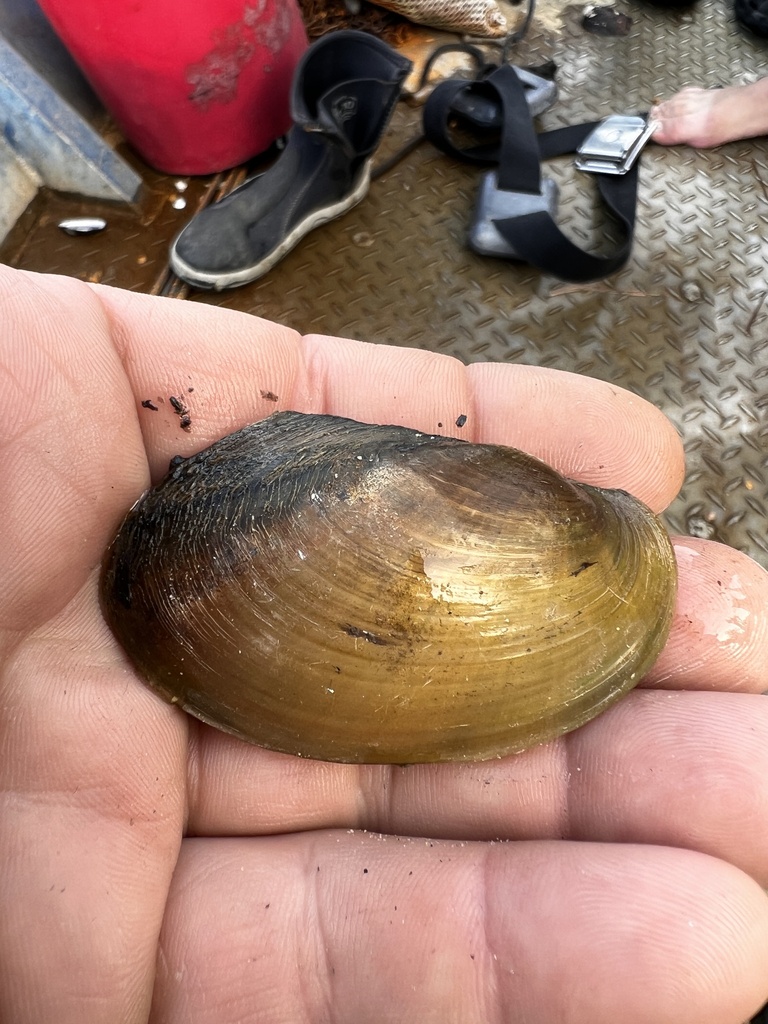 Fragile Papershell from Alabama River, Franklin, AL, US on October 3 ...