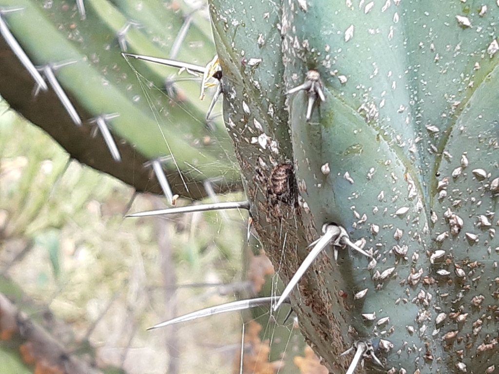 Spiders from 76229 Qro., México on October 9, 2023 at 02:51 PM by ...