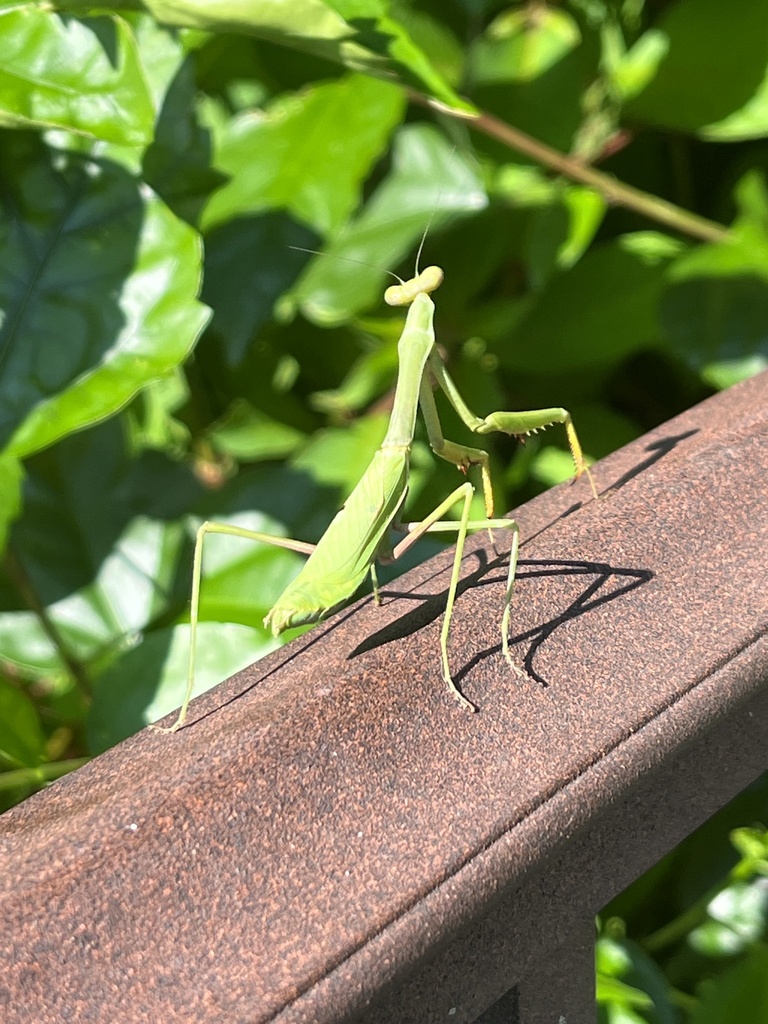 Mantids from Arena Rd, Fleming Island, FL, US on September 23, 2023 at ...