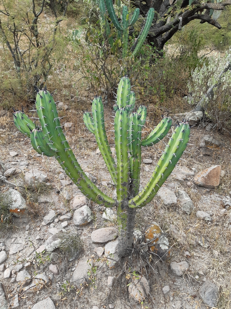 Blue Myrtle-cactus from 76229 Qro., México on October 9, 2023 at 02:58 ...