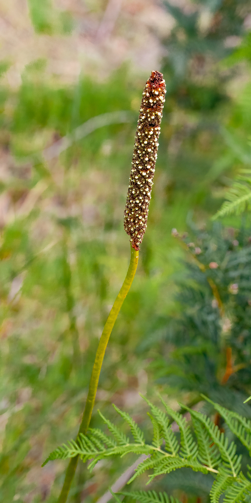 small grass-tree from Boneo VIC 3939, Australia on October 10, 2023 at ...